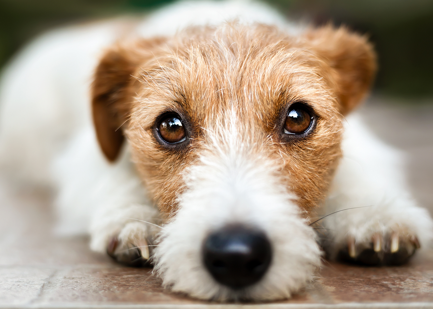 Como saber se meu cão tem problemas nos olhos? - Fórmula Animal