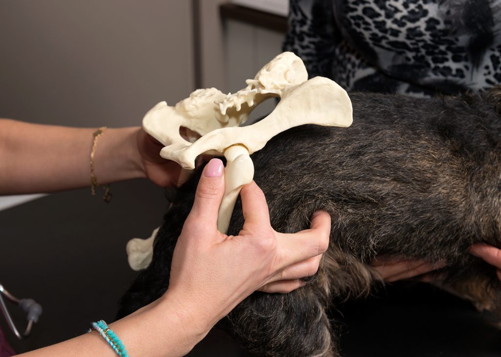 Displasia coxofemoral em cães: o que é e como tratar