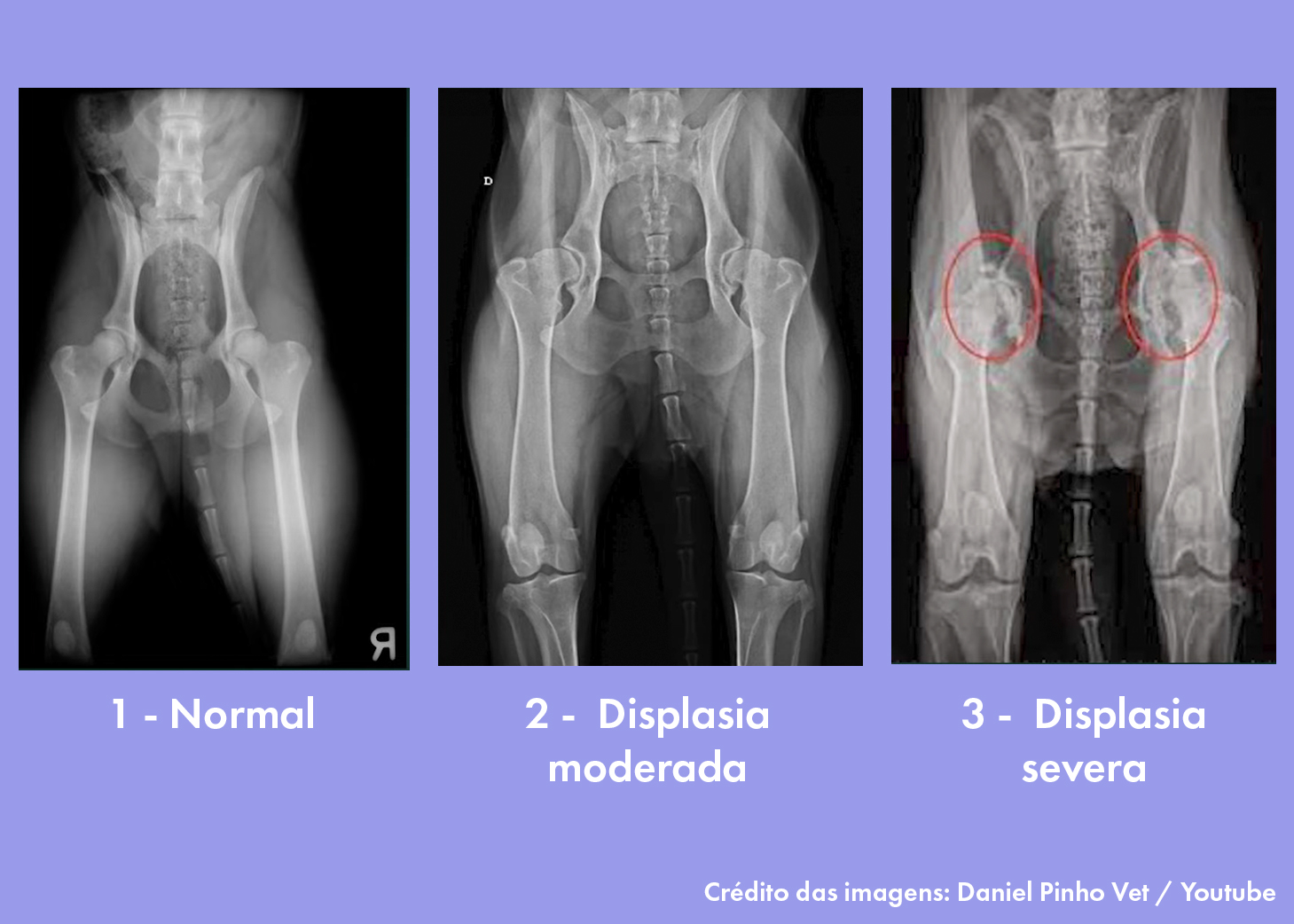 Displasia coxofemoral em cães: o que é e como tratar - Fórmula Animal