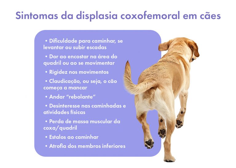 Displasia coxofemoral em cães: o que é e como tratar