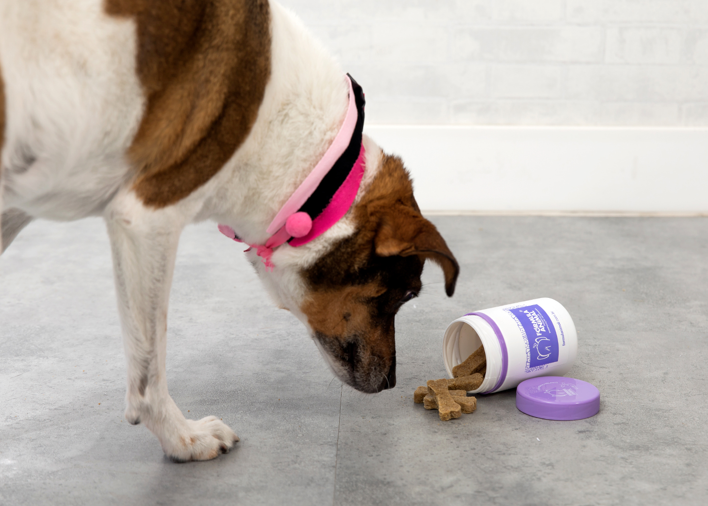 Displasia coxofemoral em cães: o que é e como tratar