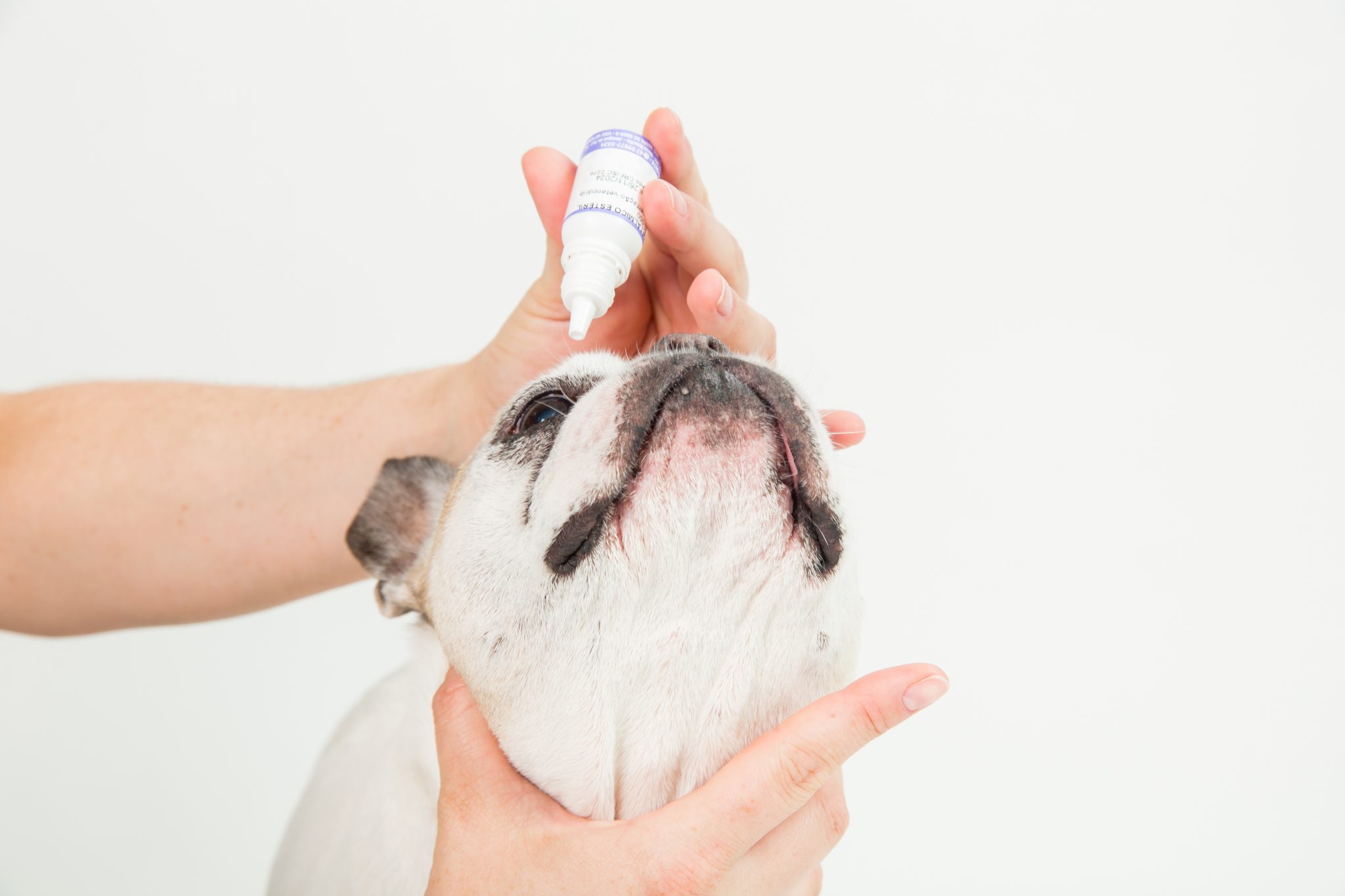 Colírio para cachorro: entenda como tratar os olhos do seu pet