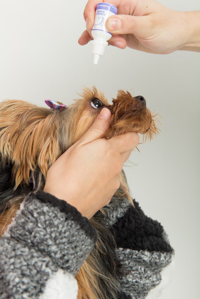 Colírio para cachorro: entenda como tratar os olhos do seu pet