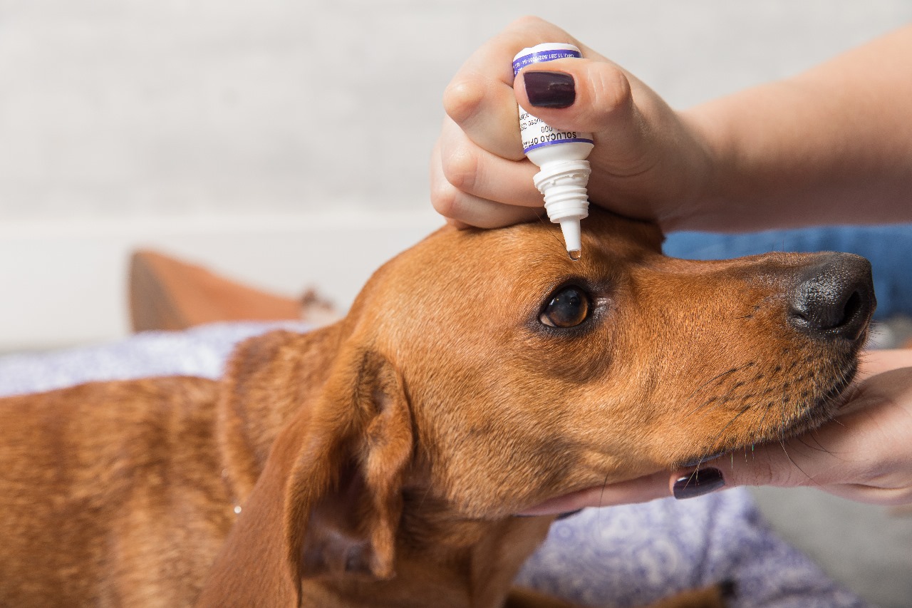 Colírio para cachorro: entenda como tratar os olhos do seu pet