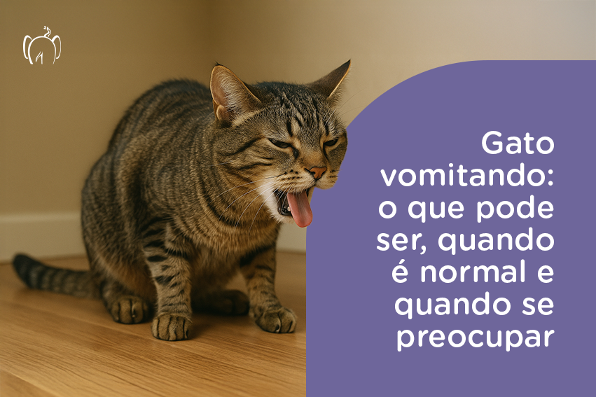 Gato vomitando: o que pode ser, quando é normal e quando se preocupar ...